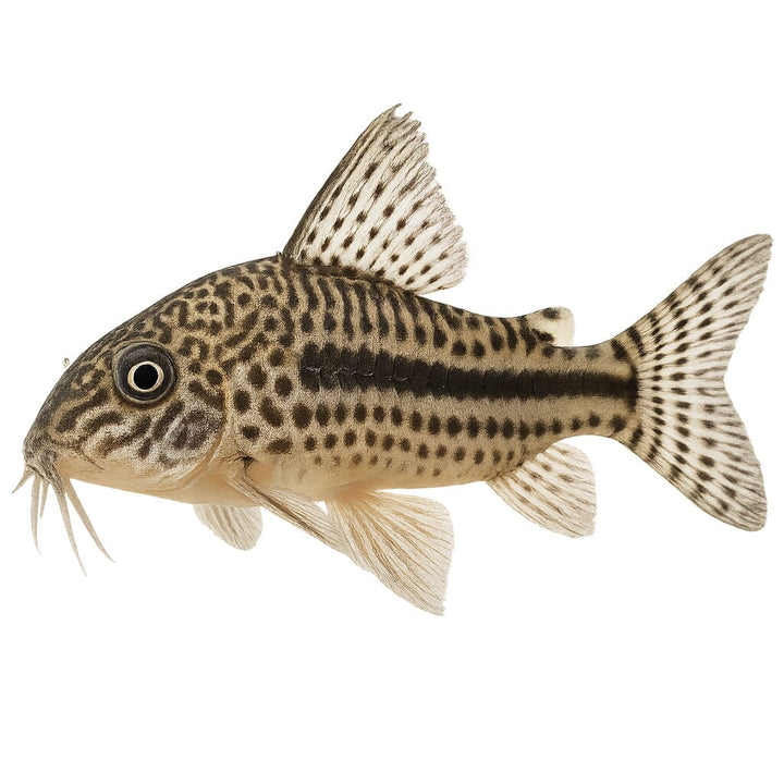 Bottom Feeder Fish Food | Algae & Protein Rich – Your Fish Stuff