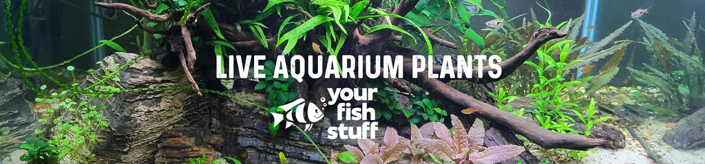Live Aquarium Plants – Your Fish Stuff