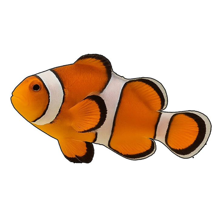 Marine Fish Food | Saltwater Diets for Tangs, Clowns & Angels – Your ...