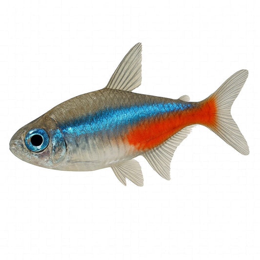 Tropical Fish Food | Flakes & Crumbles for Tetras & Guppies – Your Fish ...