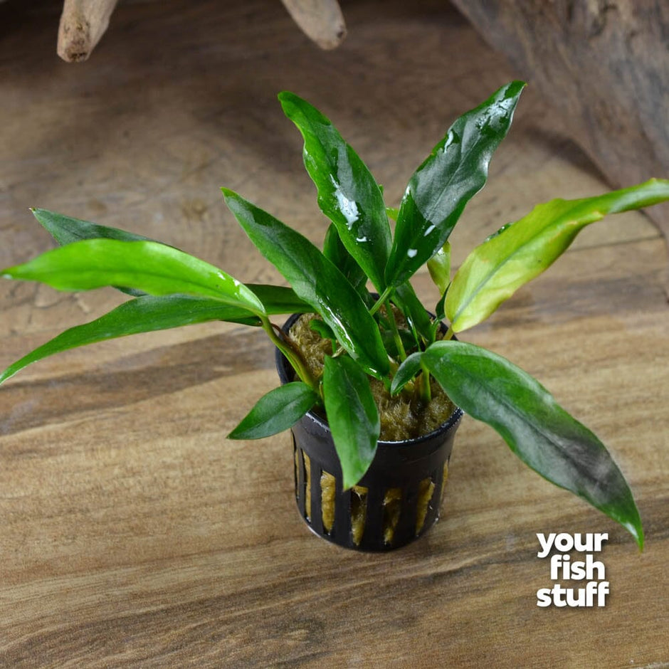 Anubias Minima – Wavy Leaf Aquarium Plant – Your Fish Stuff