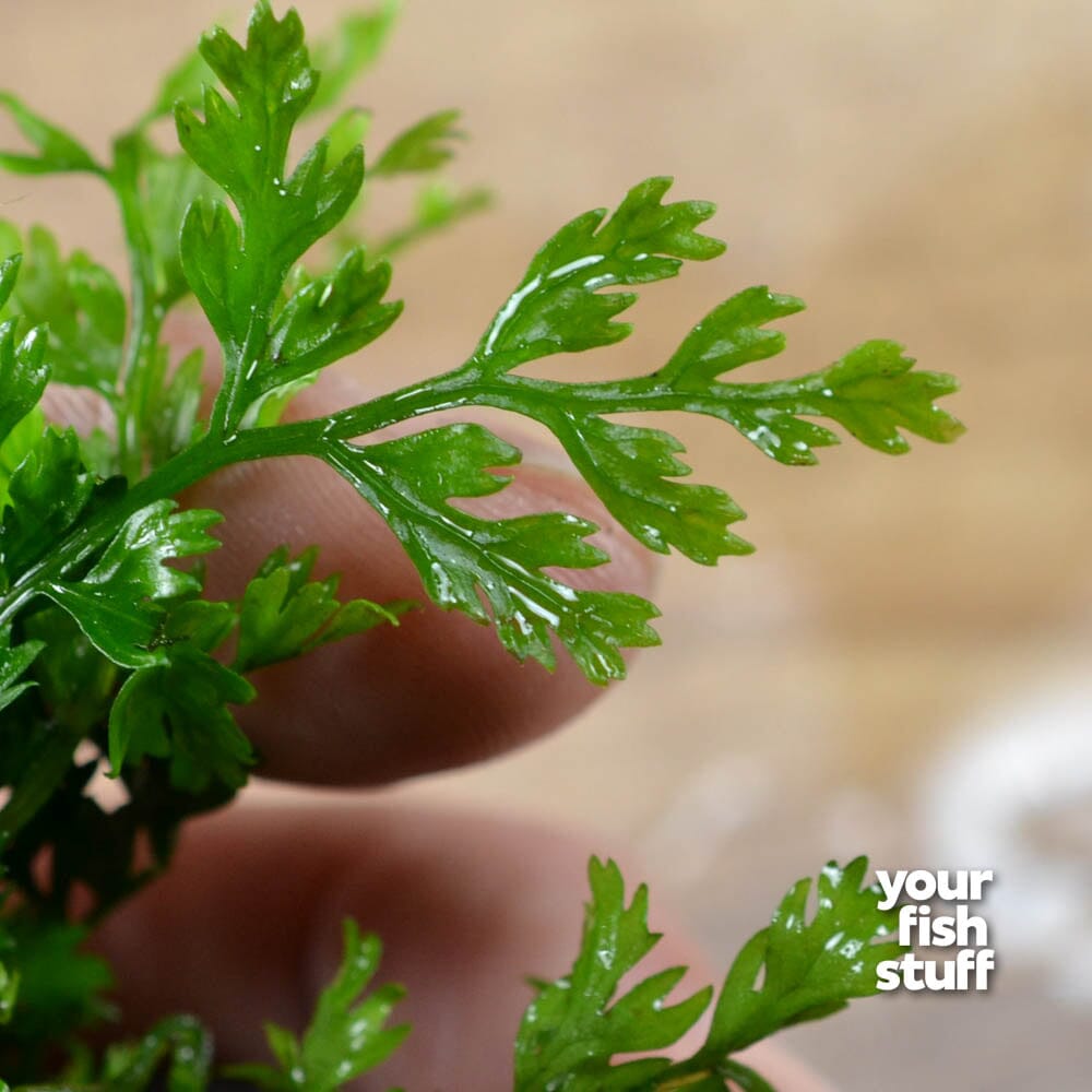 Bolbitis heteroclita 'difformis' – Mini Live Aquarium Fern – Your Fish Stuff