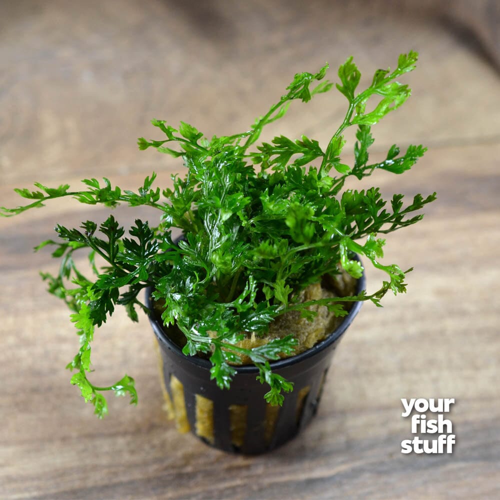 Bolbitis heteroclita 'difformis' – Mini Live Aquarium Fern – Your Fish Stuff