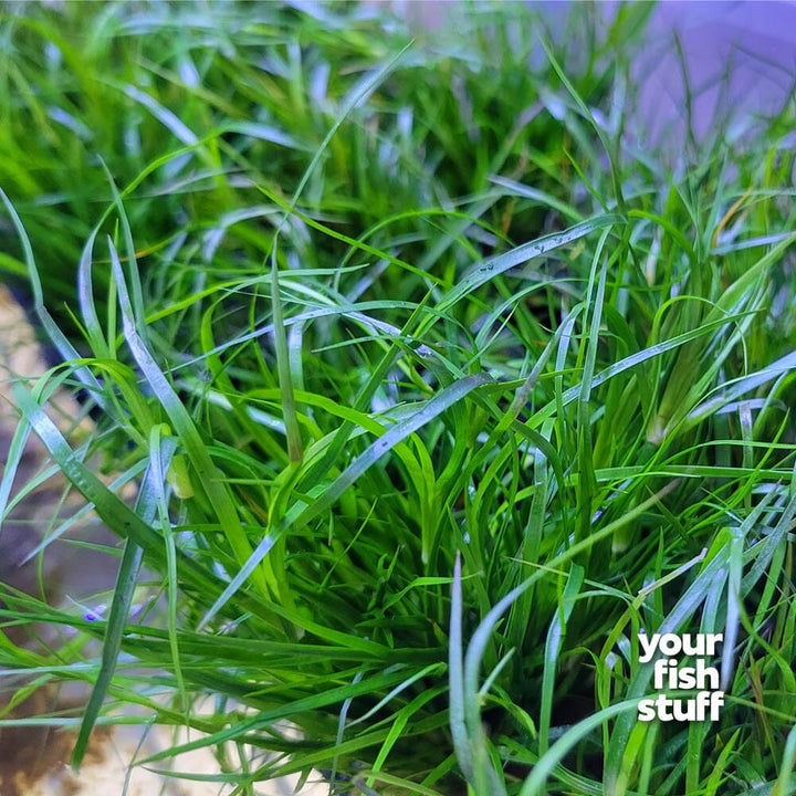 Juncus repens – Live Aquarium Grass-Like Plant – Your Fish Stuff