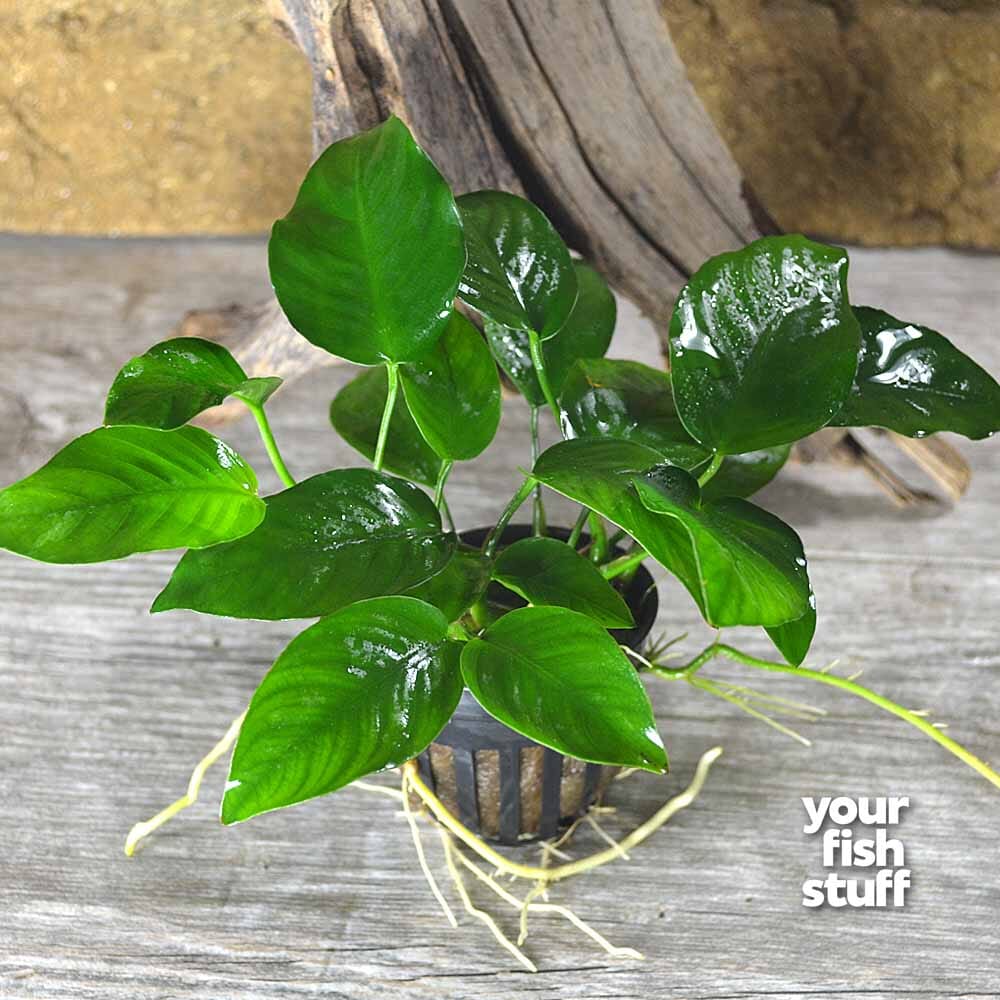 Anubias Barteri – Hardy Aquarium Plant for Midground and Background ...