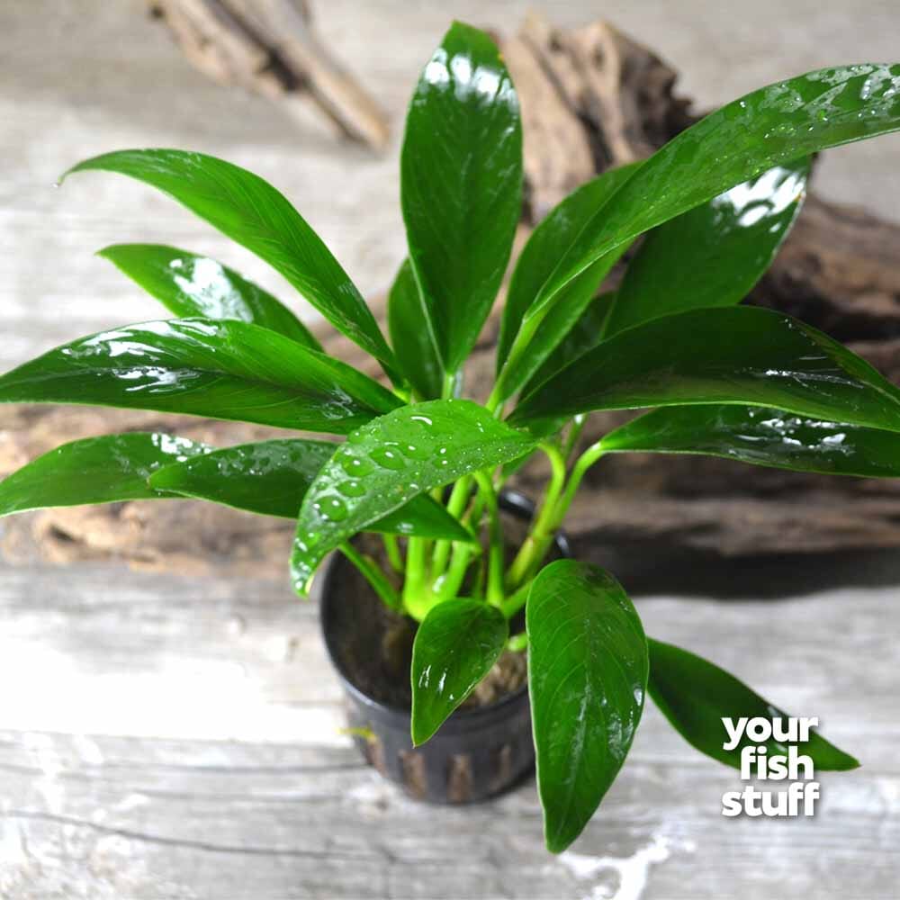 Anubias Congensis – Sleek Freshwater Plant for Elegant Tanks – Your ...
