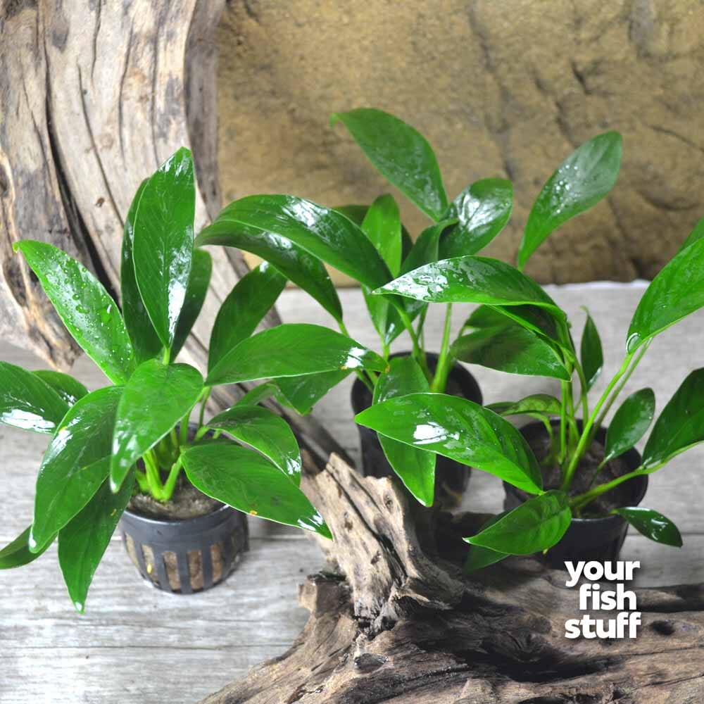 Anubias Congensis – Sleek Freshwater Plant for Elegant Tanks – Your ...