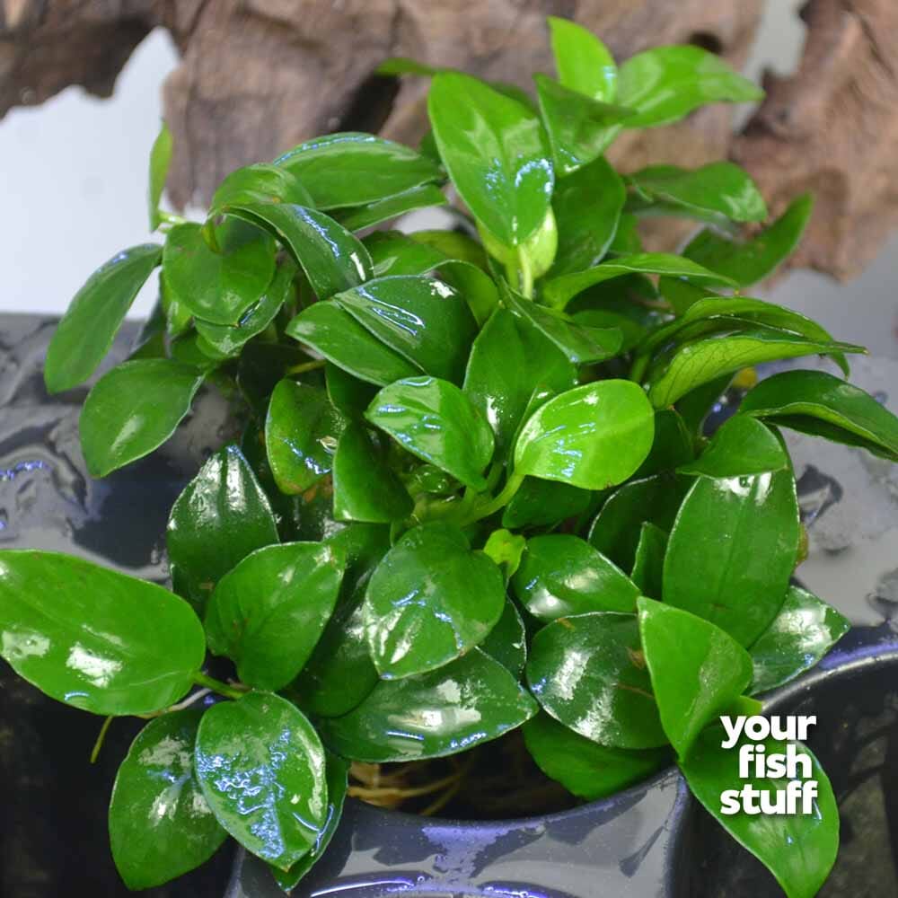 Anubias Nana Petite – Easy Live Aquarium Plant for Nano Tanks – Your ...