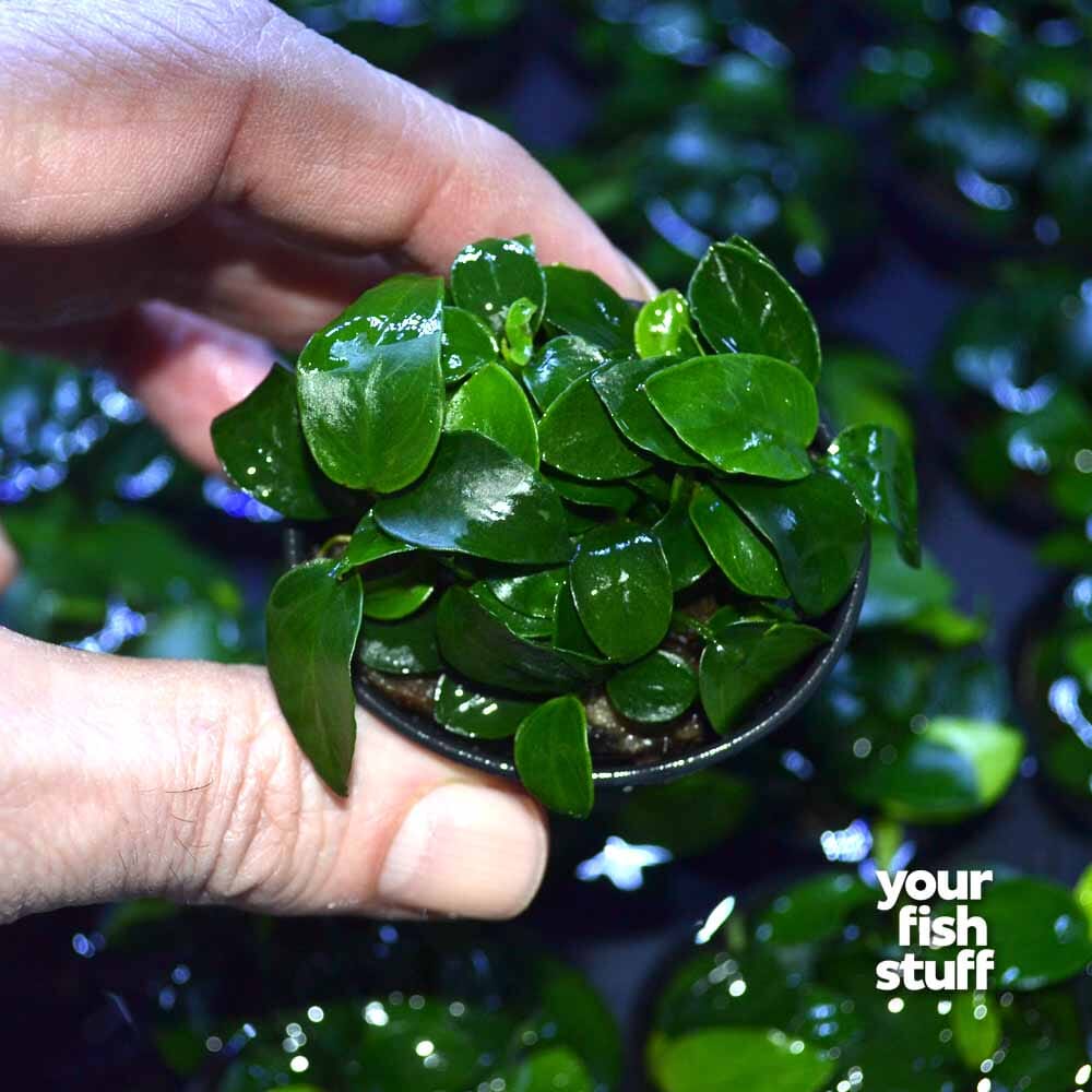 Anubias Nana Petite – Easy Live Aquarium Plant for Nano Tanks – Your ...