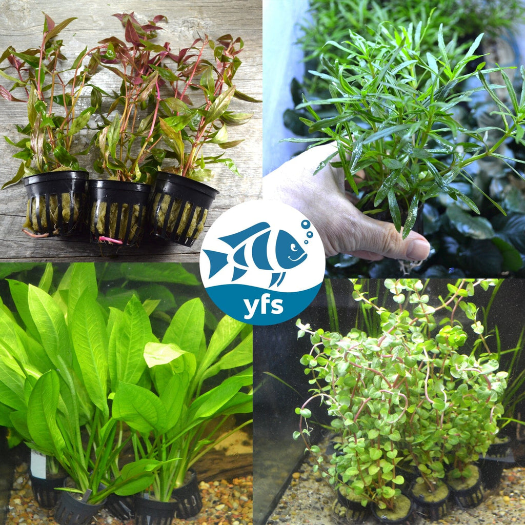 Bundles – Your Fish Stuff