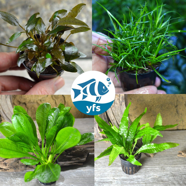 Aquarium Plant Bundles | Easy Sets for Any Tank – Your Fish Stuff
