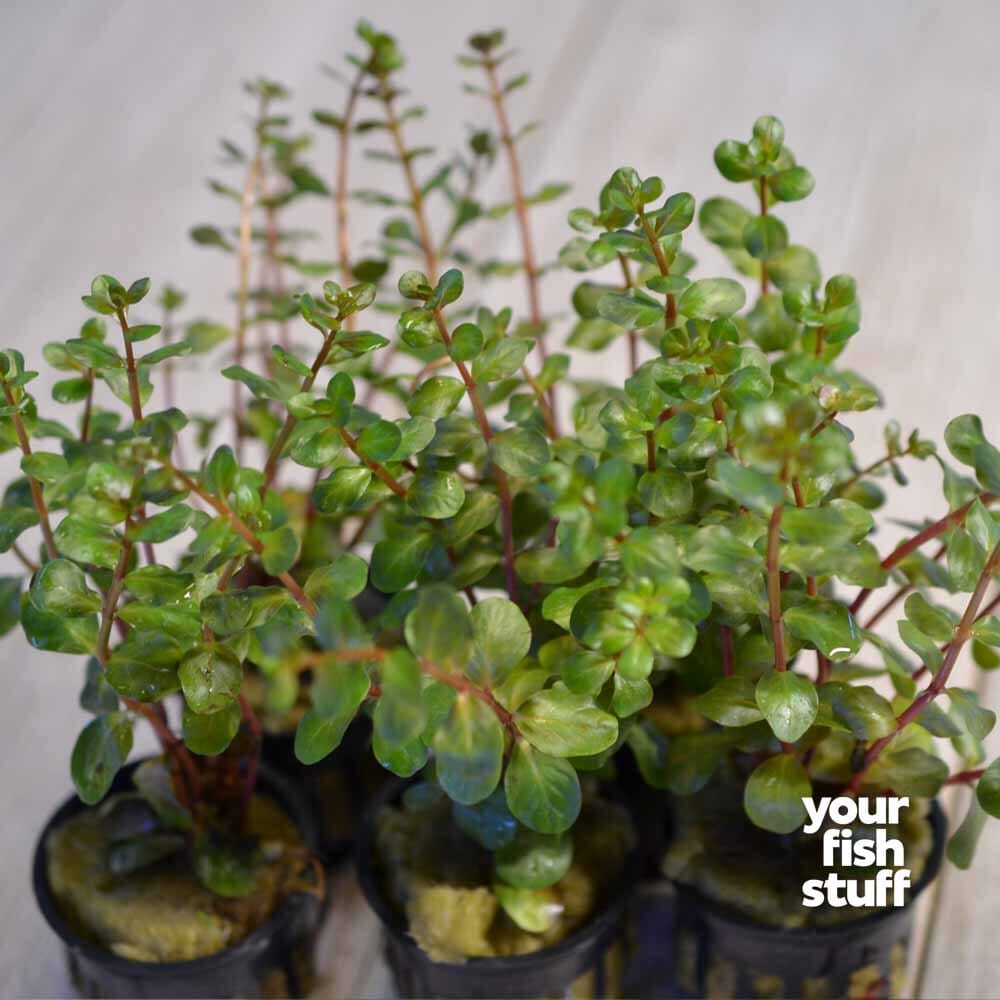 Rotala Vietnam H'ra – Your Fish Stuff