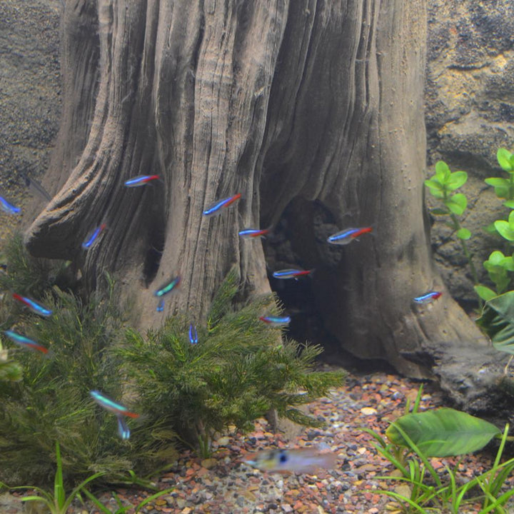 Tree Stumps – Your Fish Stuff