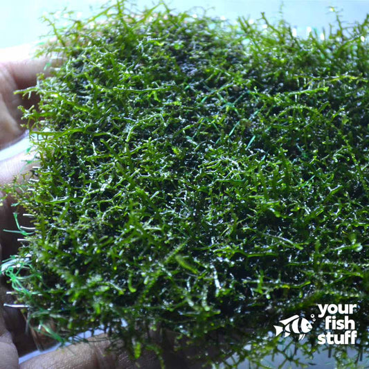 New Aquarium Plants – Fresh Live Plants – Your Fish Stuff