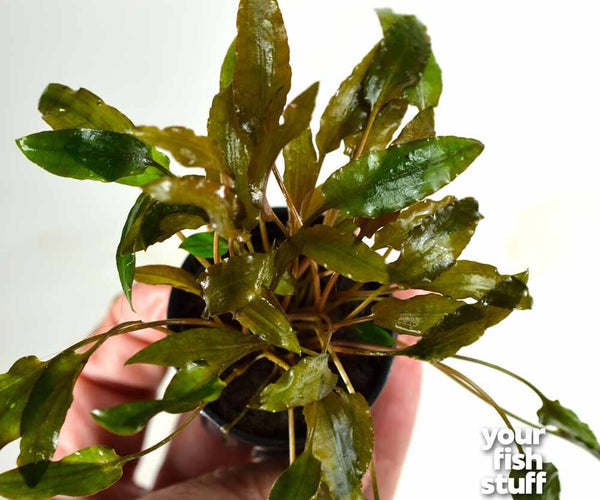 cryptocoryne pygmaea