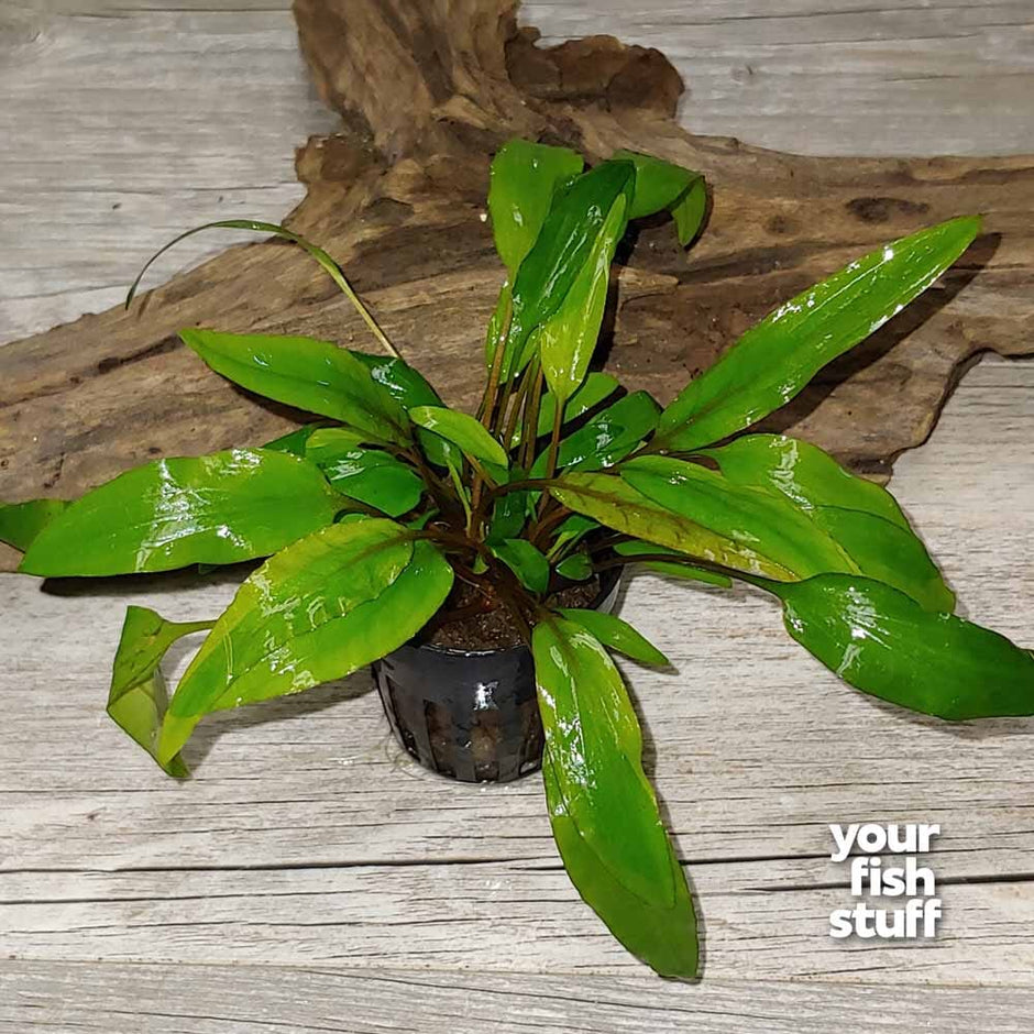 Cryptocoryne petchii – Compact Foreground Aquarium Plant – Your Fish Stuff