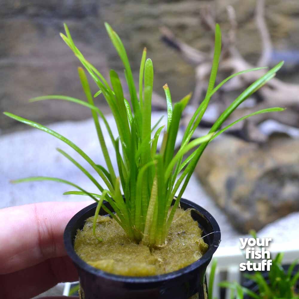 Dwarf Sag (Sagittaria subulata 'dwarf') – Your Fish Stuff