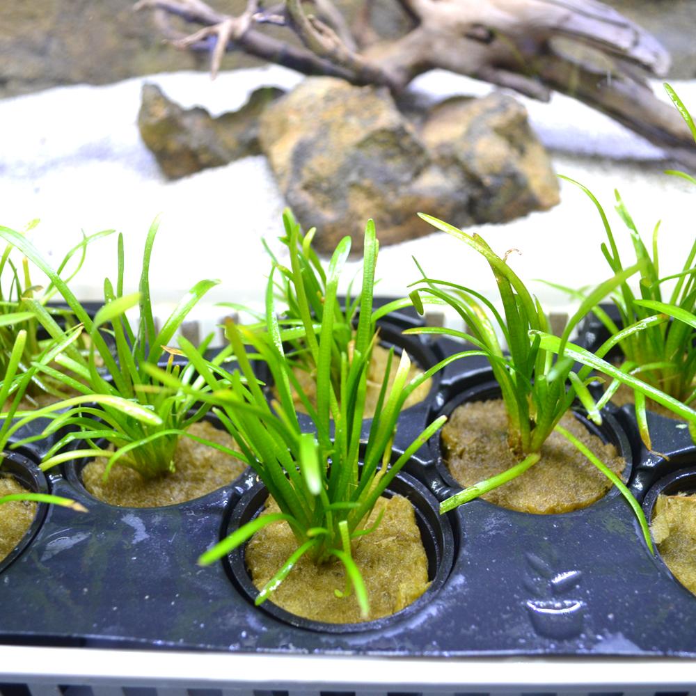 Dwarf Sag (Sagittaria subulata 'dwarf') – Your Fish Stuff