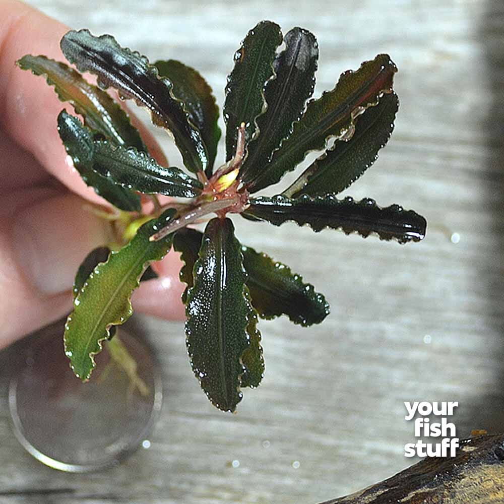 Bucephalandra Godzilla Red – Live Aquarium Plant – Your Fish Stuff