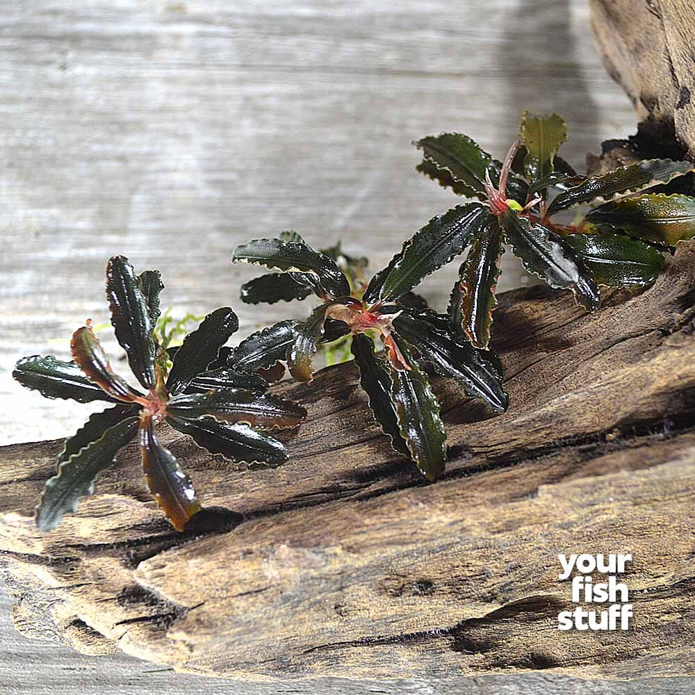 Bucephalandra Godzilla Red – Live Aquarium Plant – Your Fish Stuff