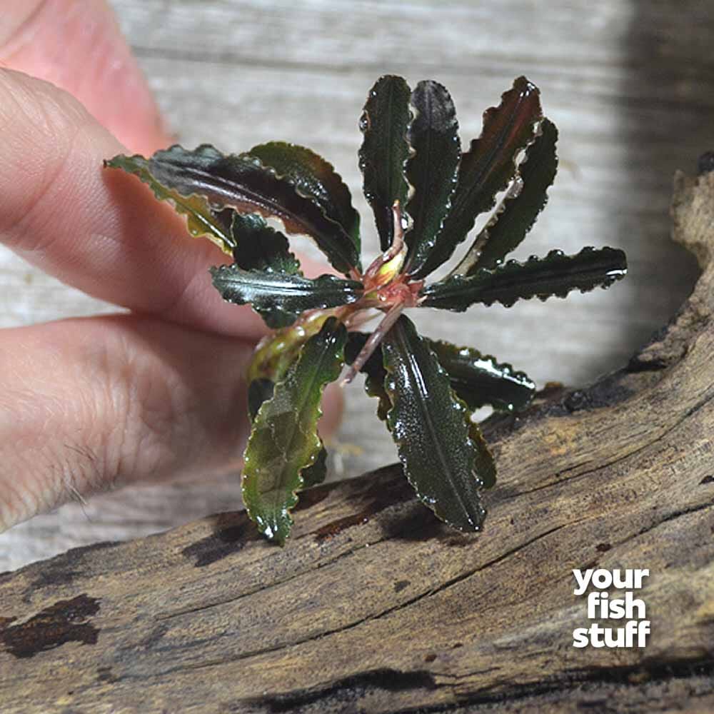 Bucephalandra Godzilla Red – Live Aquarium Plant – Your Fish Stuff