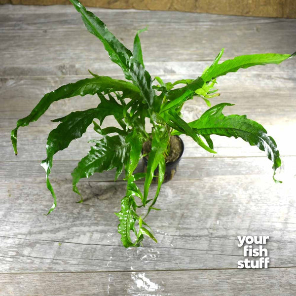 Ferns – Your Fish Stuff