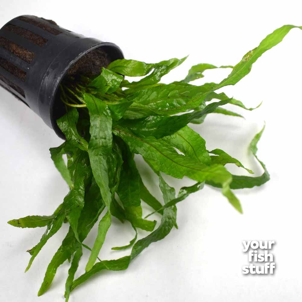 Java Fern 'Petite' – Your Fish Stuff