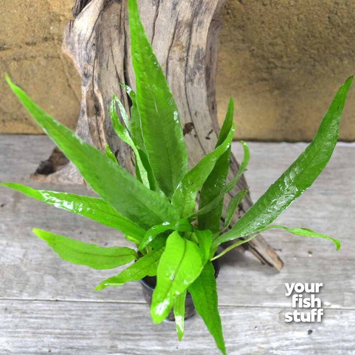 Philippine Java Fern – Elegant Live Aquarium Fern – Your Fish Stuff