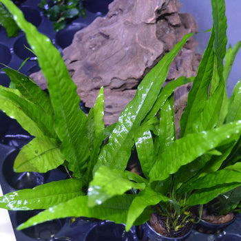 Philippine Java Fern – Elegant Live Aquarium Fern – Your Fish Stuff