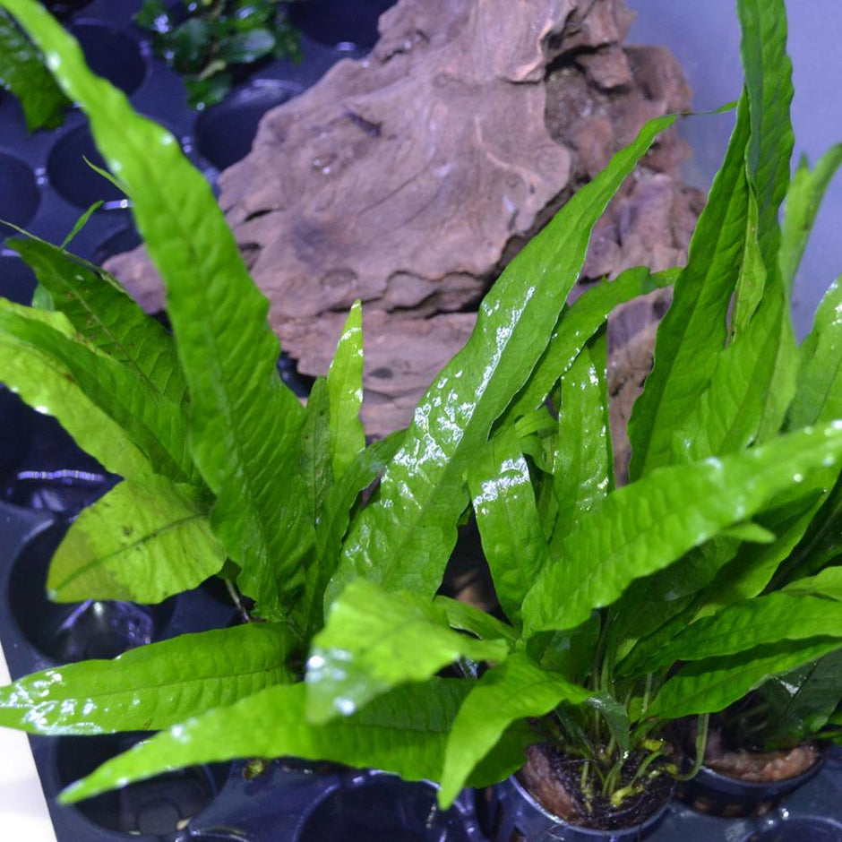 Philippine Java Fern – Elegant Live Aquarium Fern – Your Fish Stuff