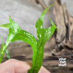 Thor Hammer Java Fern – Unique Textured Aquarium Plant – Your Fish Stuff