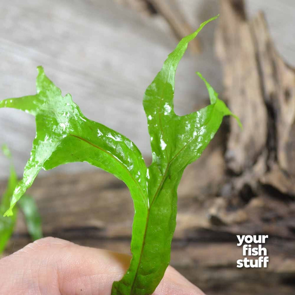Thor Hammer Java Fern – Unique Textured Aquarium Plant – Your Fish Stuff