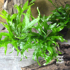 Thor Hammer Java Fern – Unique Textured Aquarium Plant – Your Fish Stuff