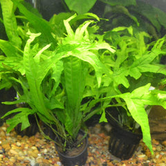 Thor Hammer Java Fern – Unique Textured Aquarium Plant – Your Fish Stuff