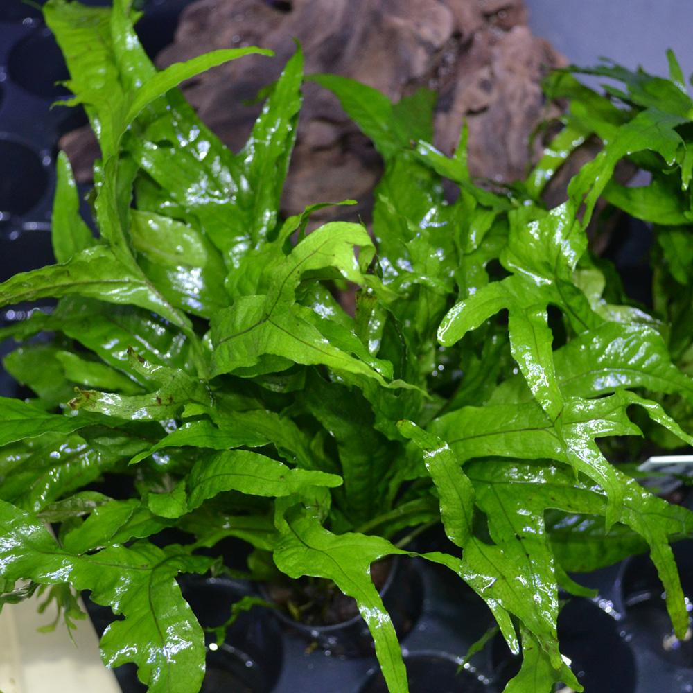 Thor Hammer Java Fern – Unique Textured Aquarium Plant – Your Fish Stuff