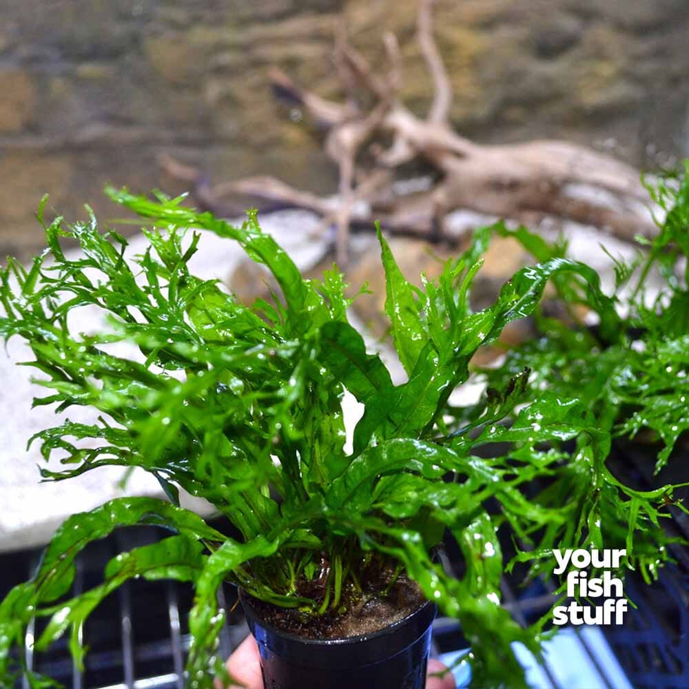 Windelov Java Fern – Decorative Live Aquarium Fern – Your Fish Stuff