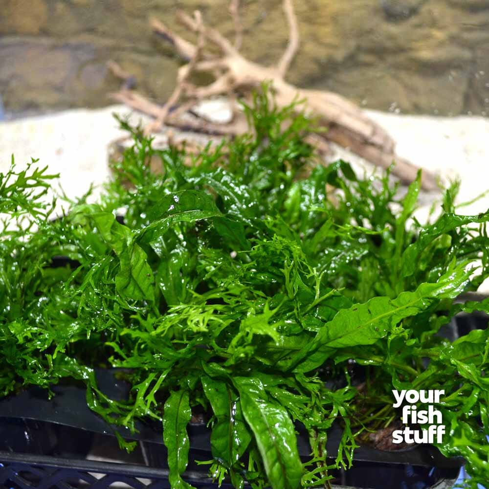 Windelov Java Fern – Decorative Live Aquarium Fern – Your Fish Stuff