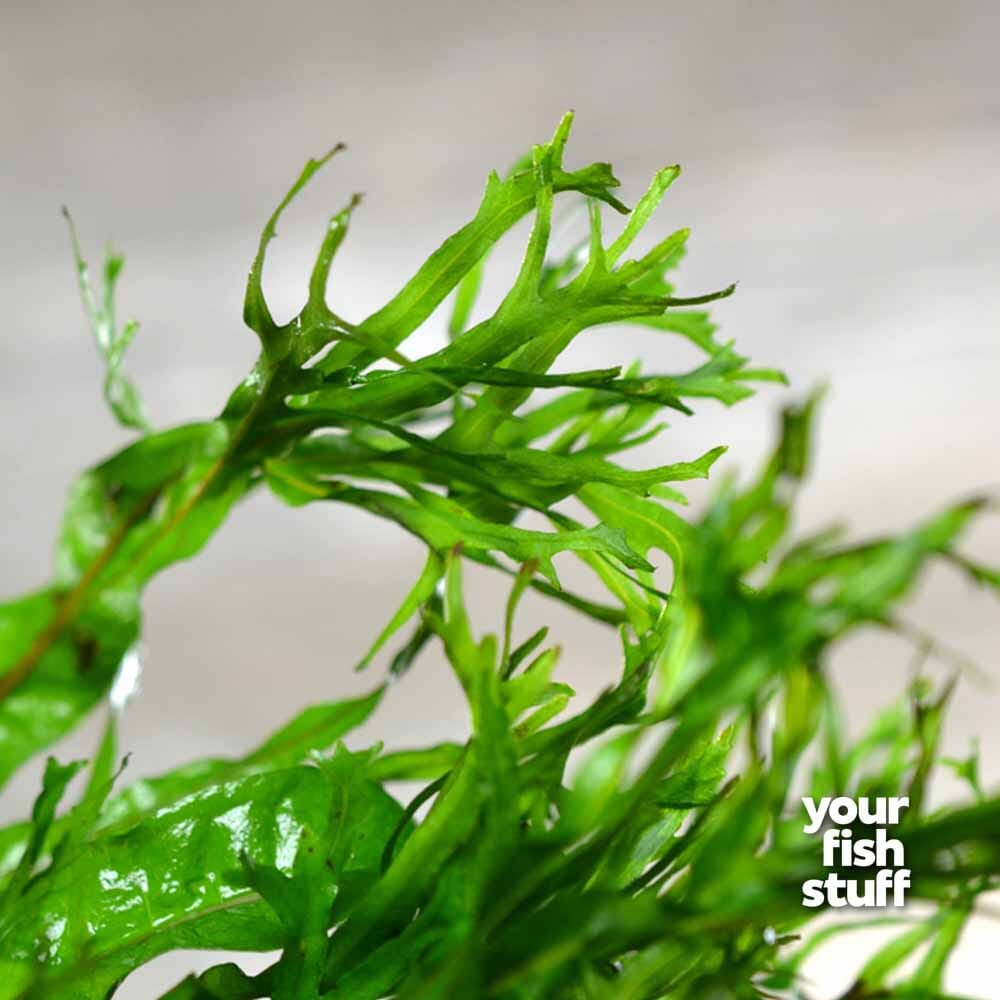 Windelov Java Fern – Decorative Live Aquarium Fern – Your Fish Stuff