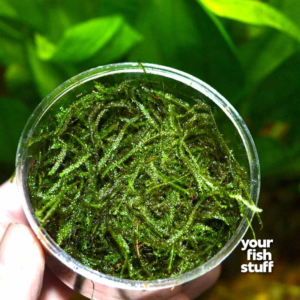 Floating / Mosses – Your Fish Stuff