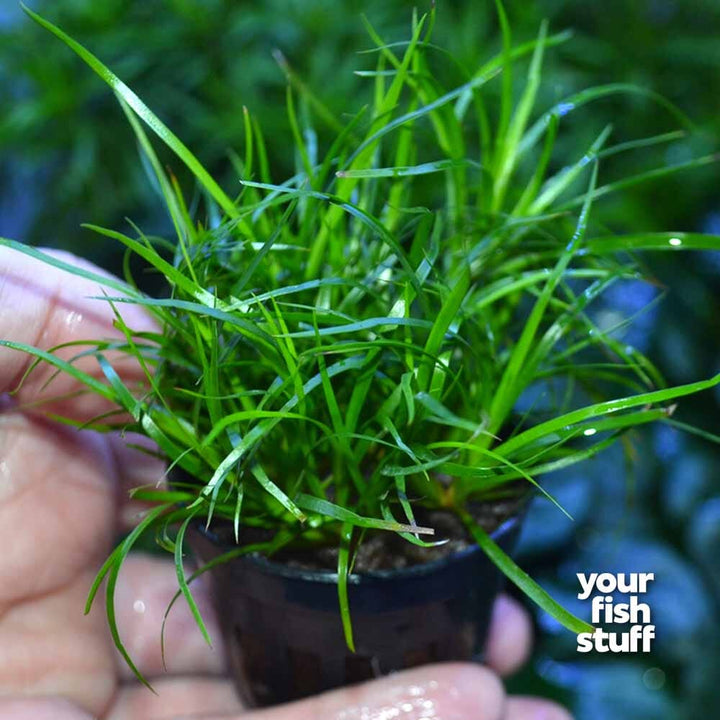 Juncus repens – Live Aquarium Grass-Like Plant – Your Fish Stuff