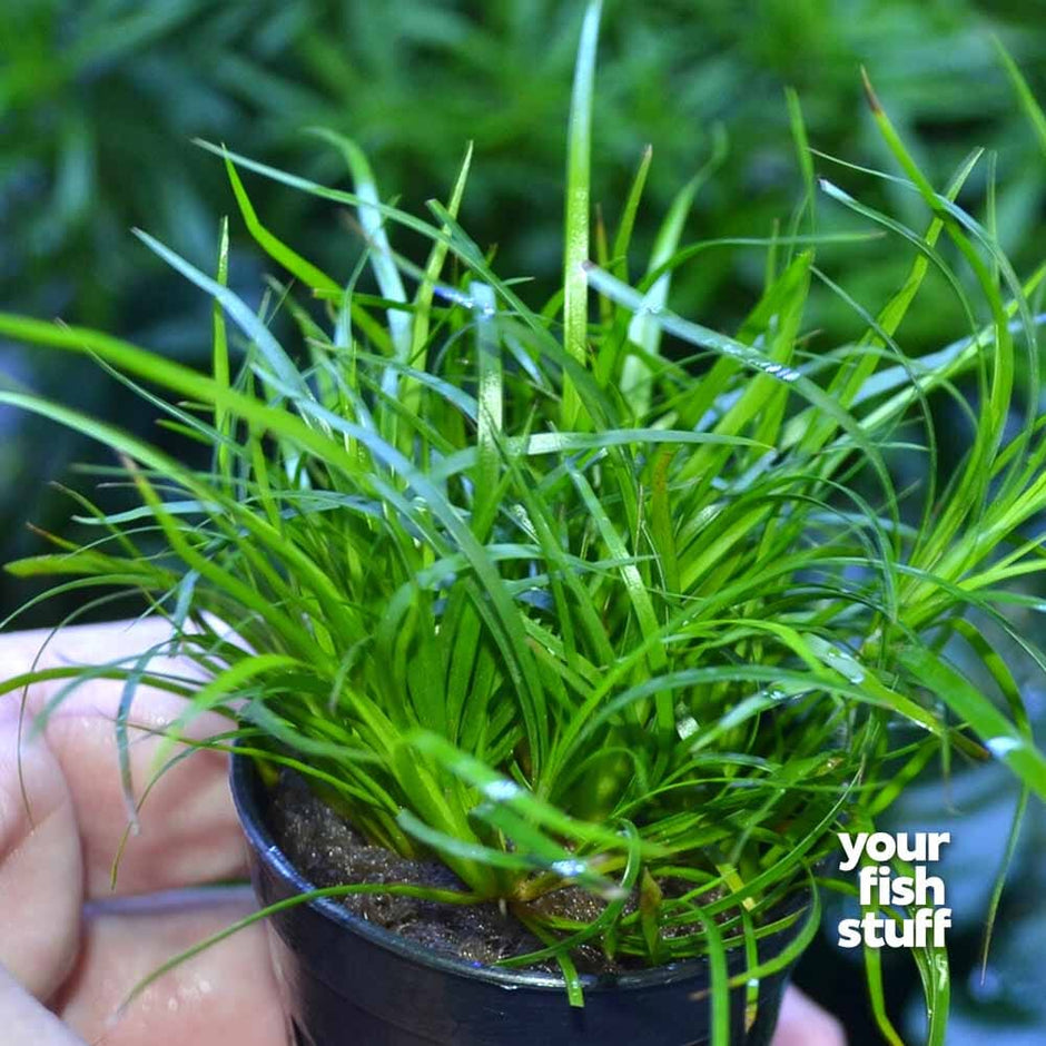 Juncus repens – Live Aquarium Grass-Like Plant – Your Fish Stuff