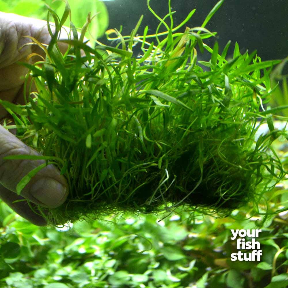 Lilaeopsis brasiliensis – Brazilian Micro Sword Aquarium Plant – Your ...