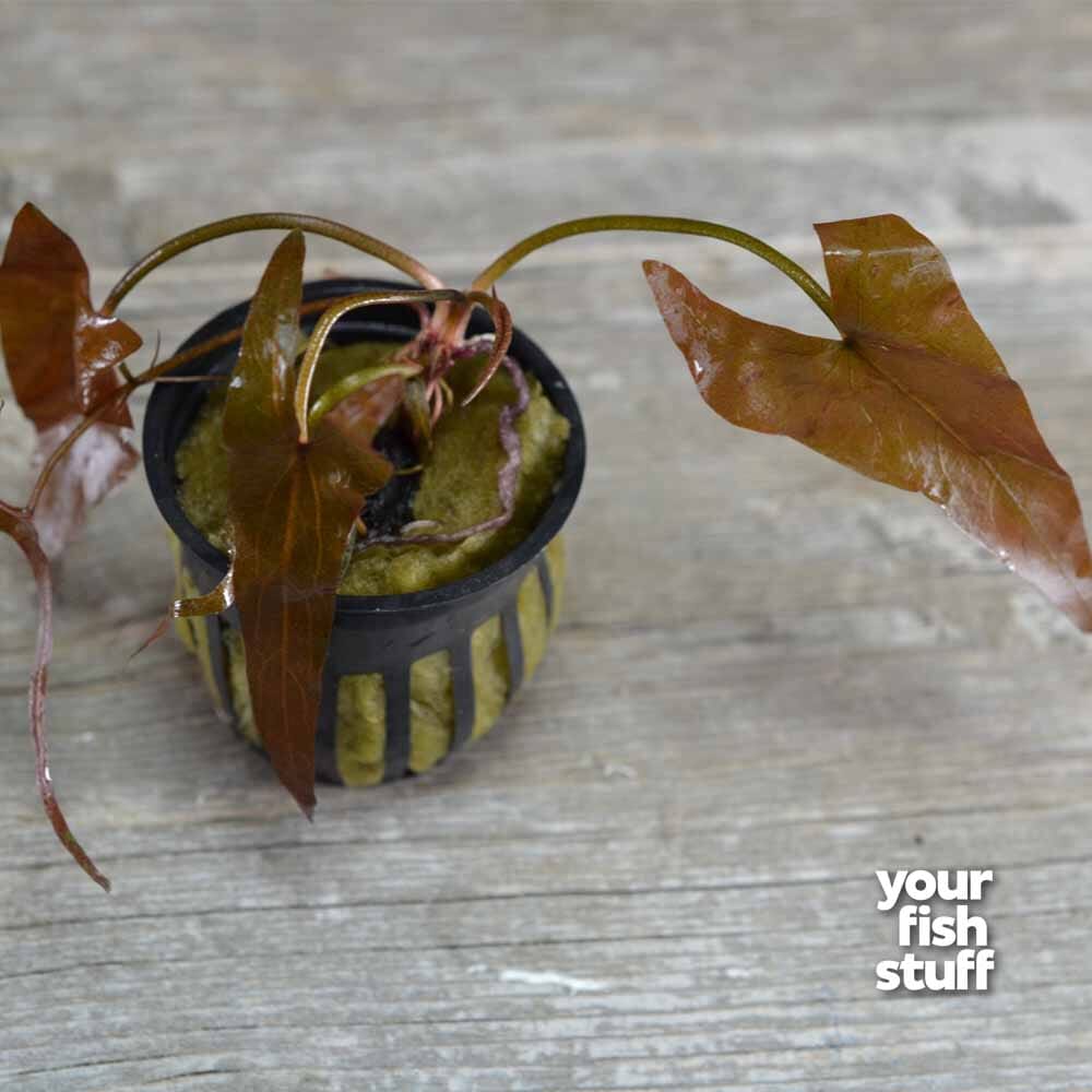 Dwarf Aquarium Lily Nymphaea stellata – Your Fish Stuff