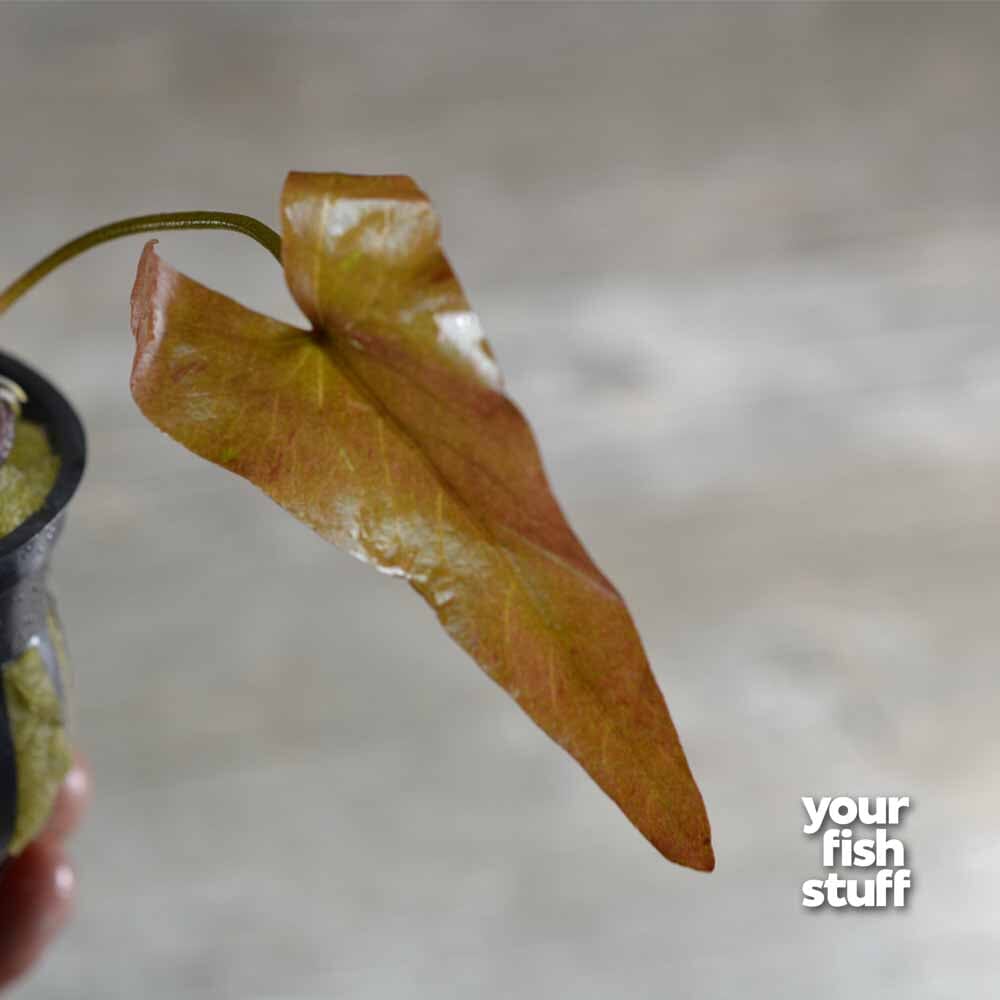 Dwarf Aquarium Lily Nymphaea stellata – Your Fish Stuff