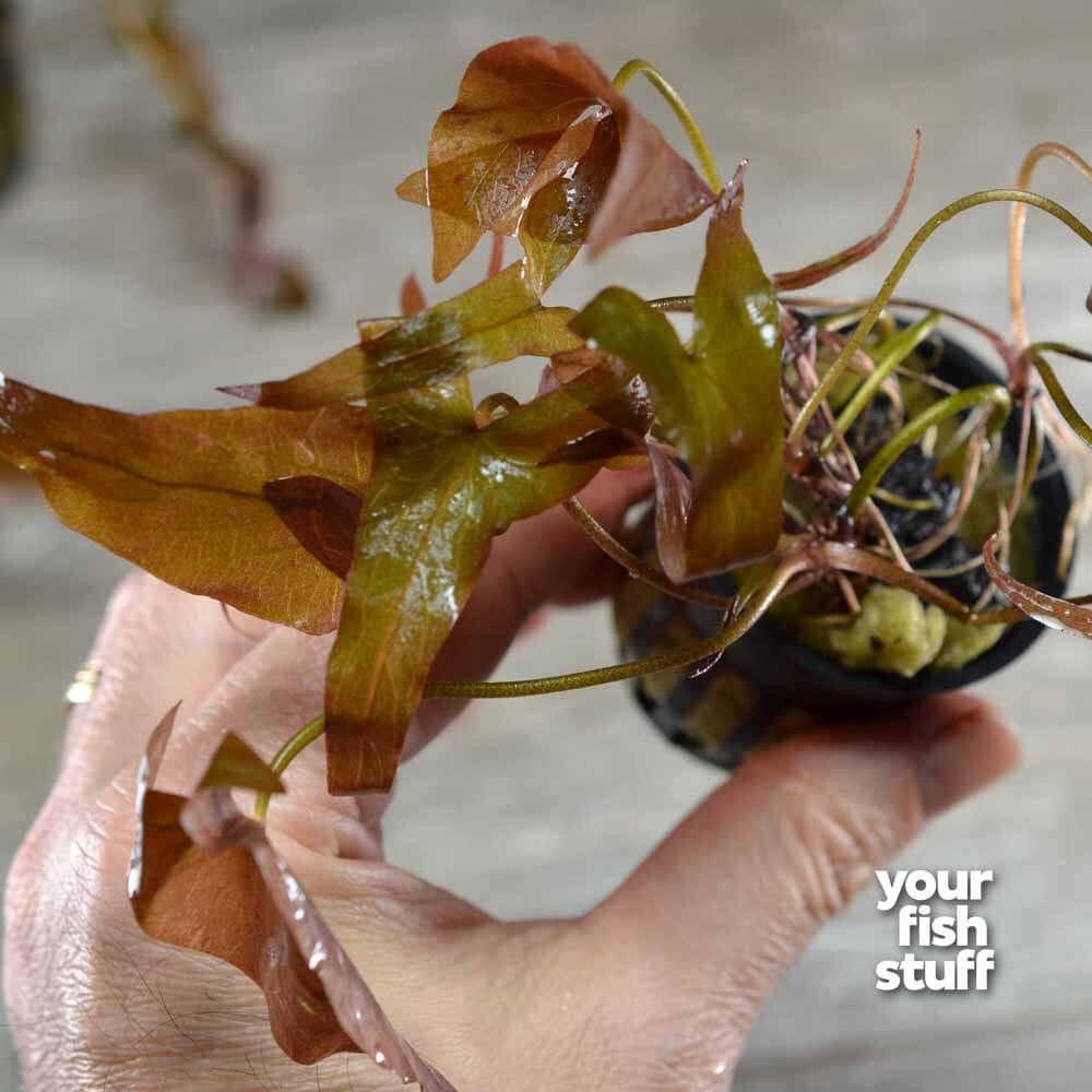 Dwarf Aquarium Lily Nymphaea stellata – Your Fish Stuff