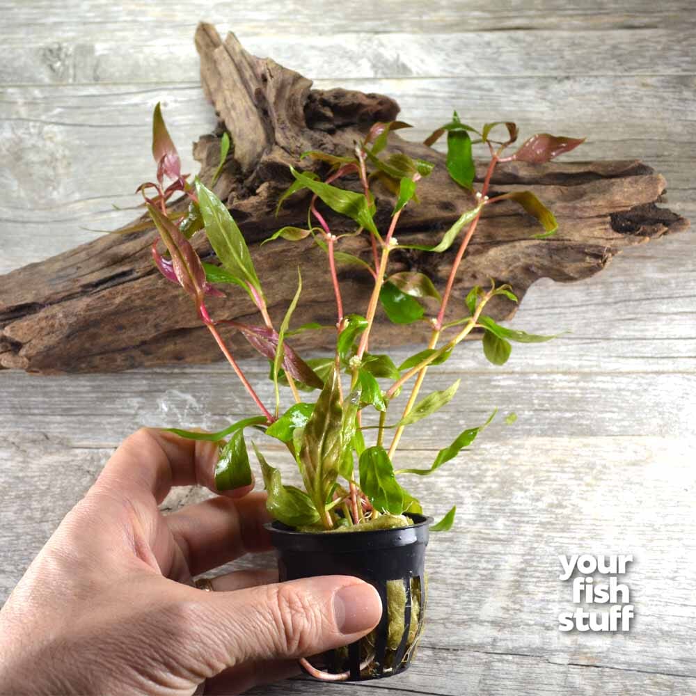 Alternanthera reineckii (Scarlet Temple) – Your Fish Stuff