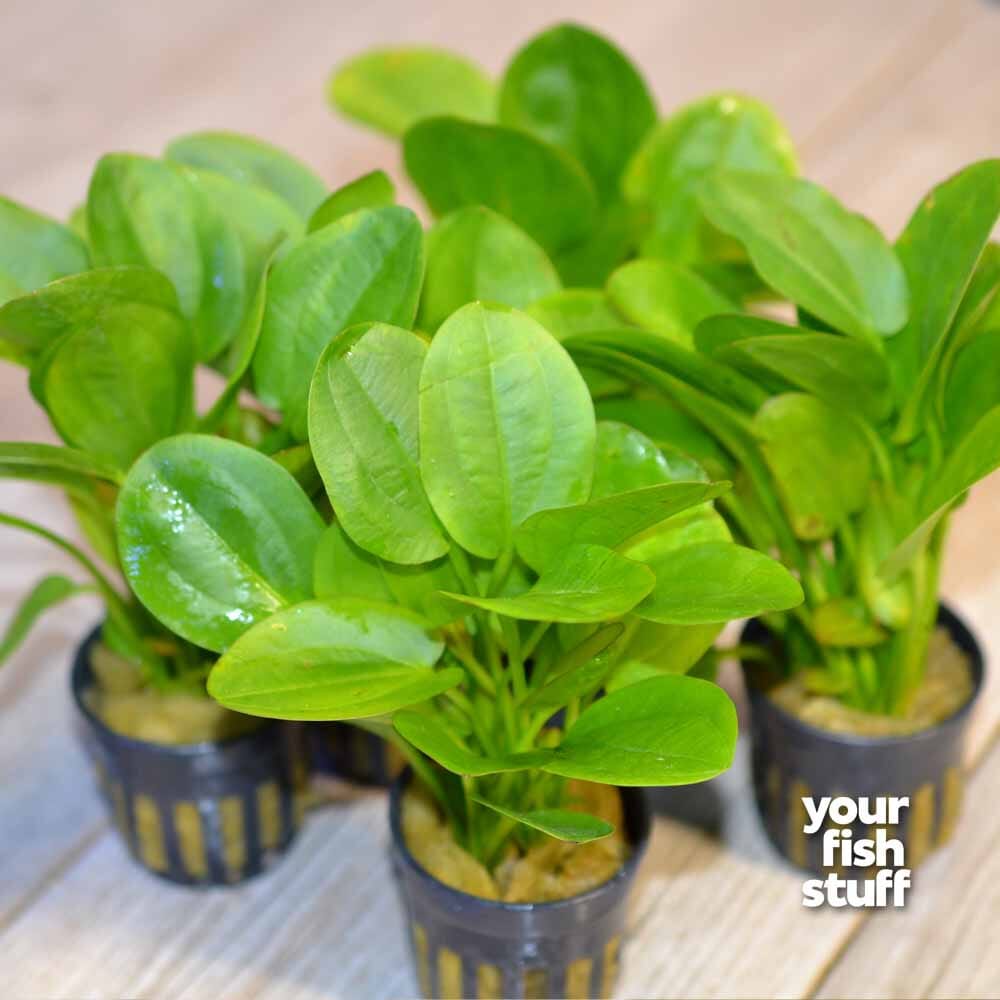 Echinodorus Horizontalis Mini – Your Fish Stuff