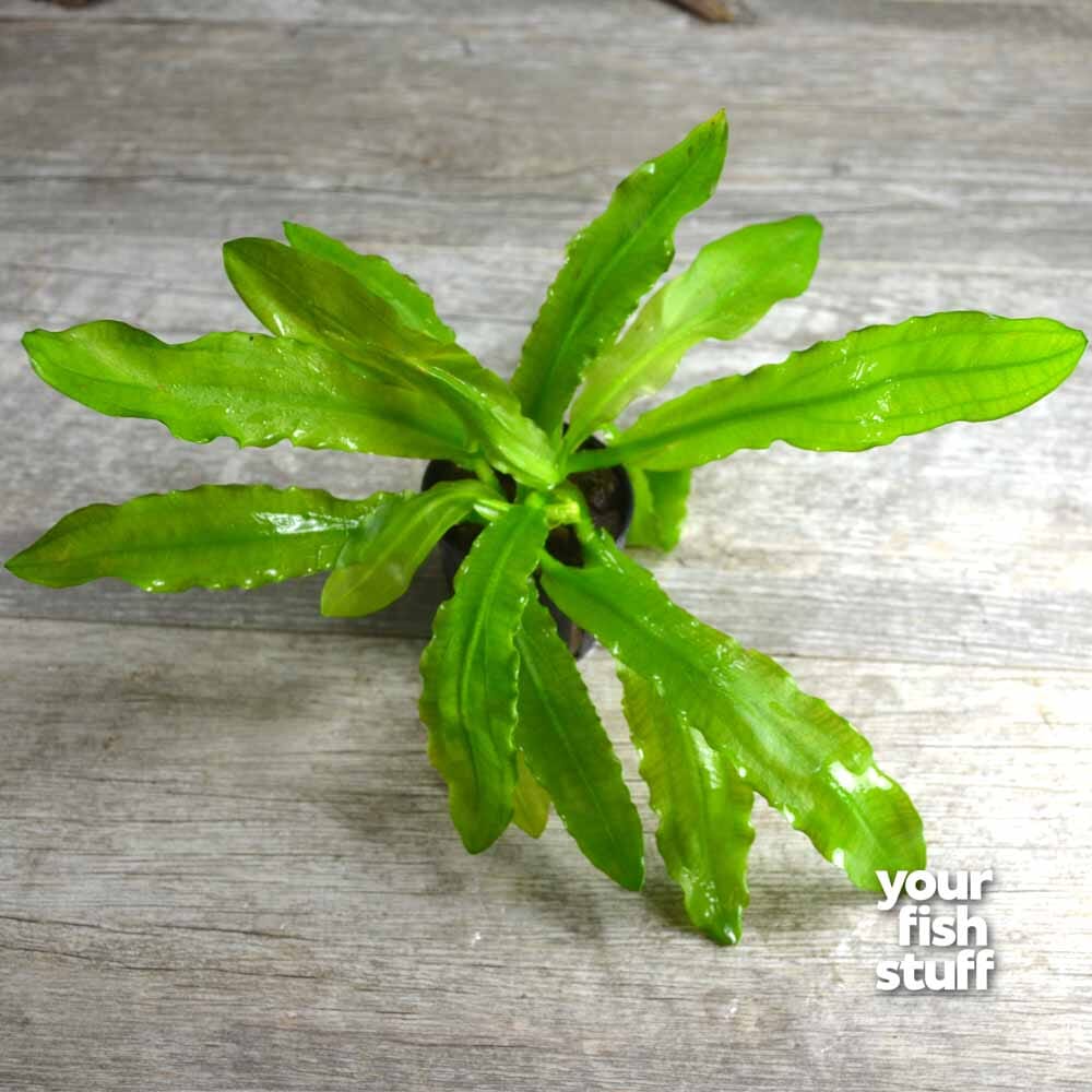 Echinodorus martii Ruffle Sword – Your Fish Stuff