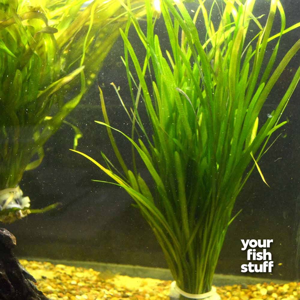Vallisneria spiralis (Italian Val) – Your Fish Stuff