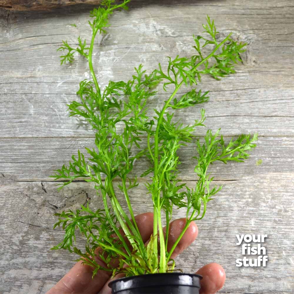 Watersprite (Lace Leaf Fern) – Fast-Growing Aquarium Fern – Your Fish Stuff